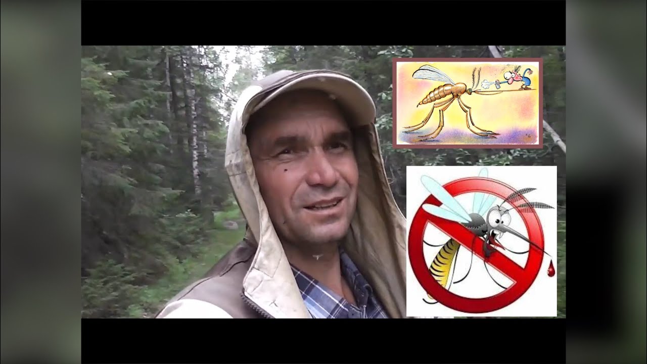 Комары Атакуют Беспощадно,\ Тихая охота за грибниками. - YouTube
