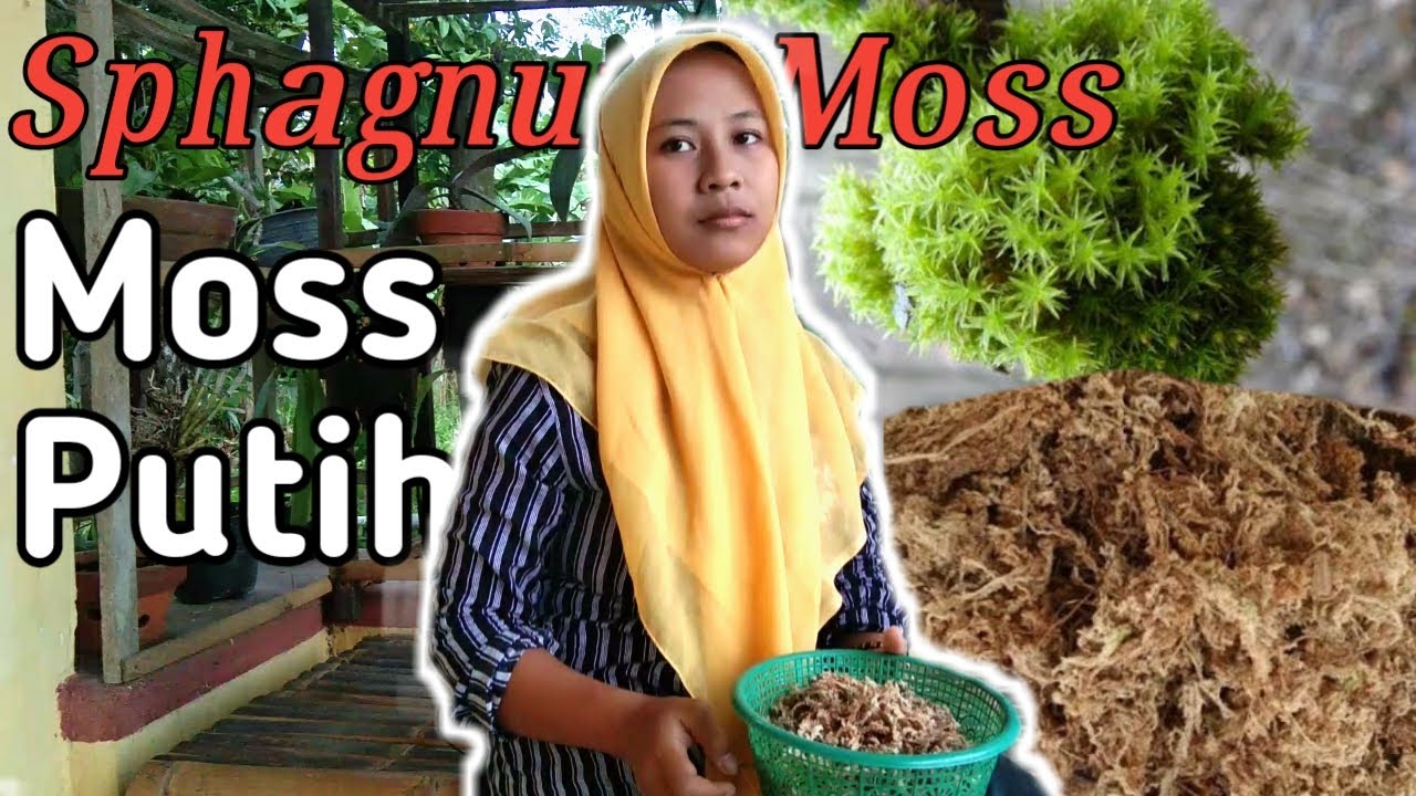 Mengenal Sphagnum Moss/Moss Putih Untuk Media Anggrek - YouTube