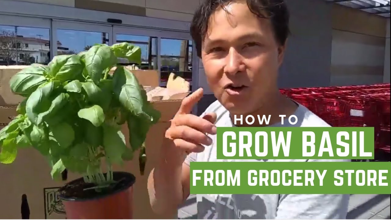 How I Grow Basil from the Grocery Store Instead of the Plant Nursery ...