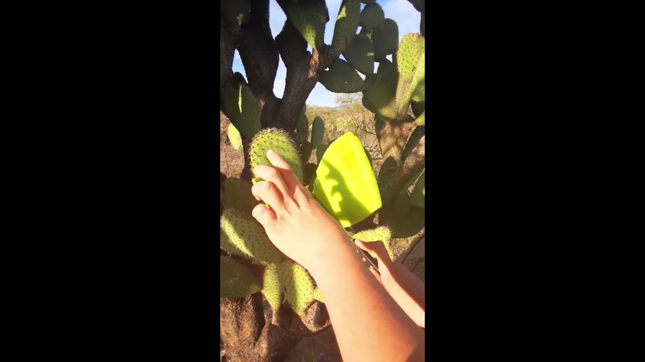 Como cortar y preparar pencas de nopal con chile - YouTube