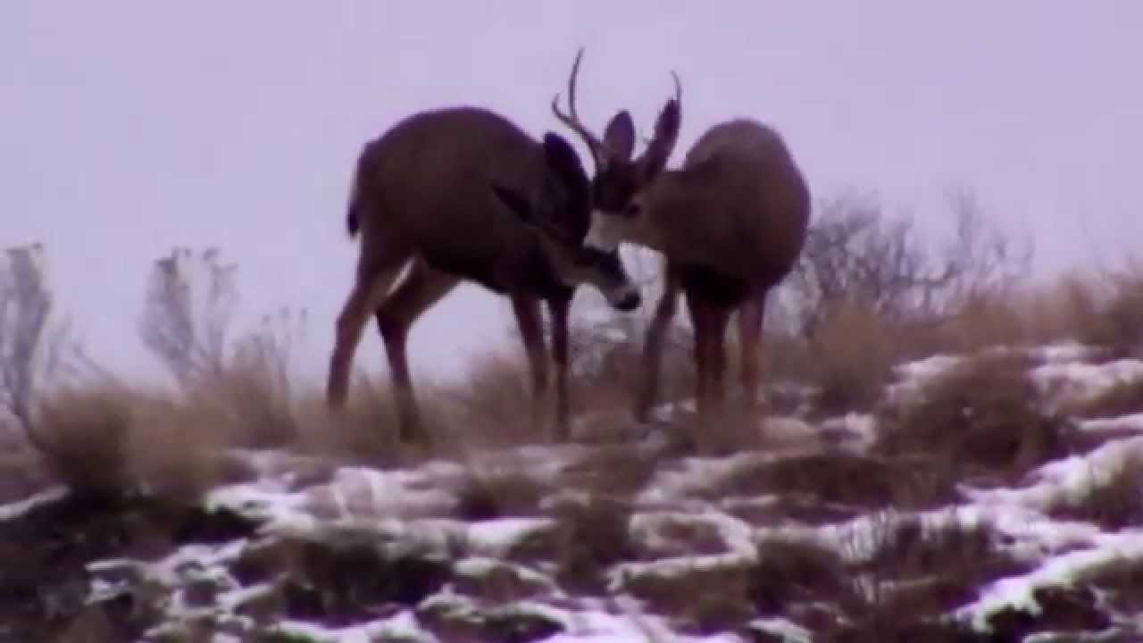 Wild Okanagan Mule Deer Fight - YouTube