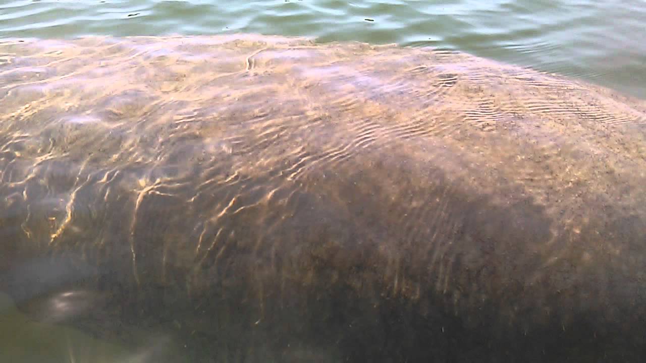 Manatees in Miami Florida 2016 - YouTube