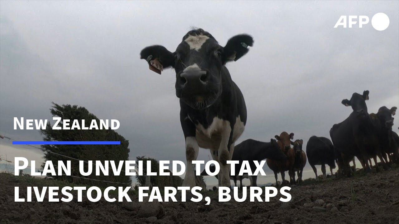New Zealand outlines plans to tax livestock burps, farts | AFP - YouTube