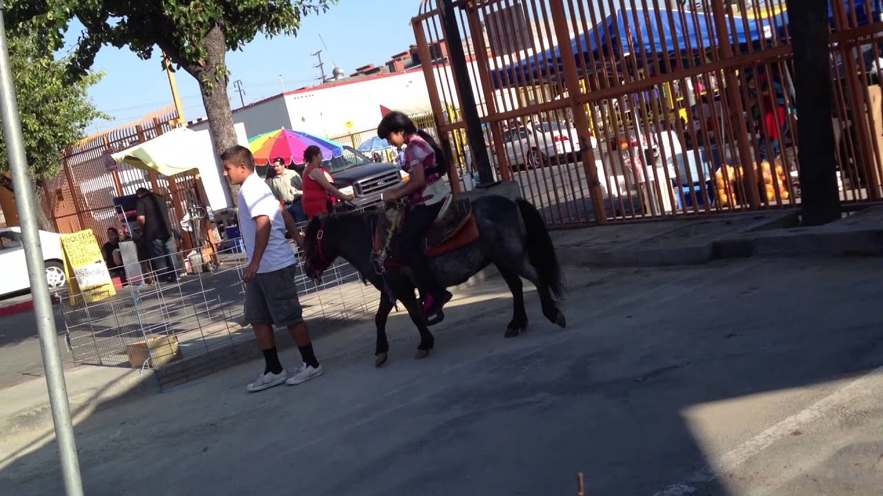 Donkey ride -Disneyland 🤩 - YouTube