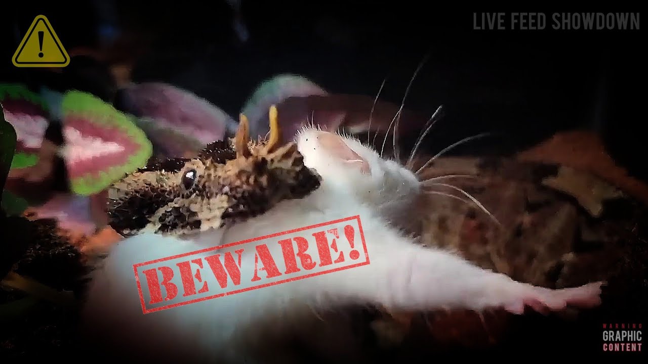 Rhino Viper VS Gaboon Viper : Live Feed Showdown - YouTube
