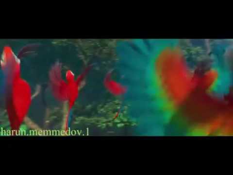 Quşların oxumağı