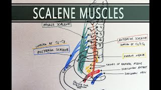 Scalene Muscles | Scalene Hiatus - Anatomy Tutorial | Doovi
