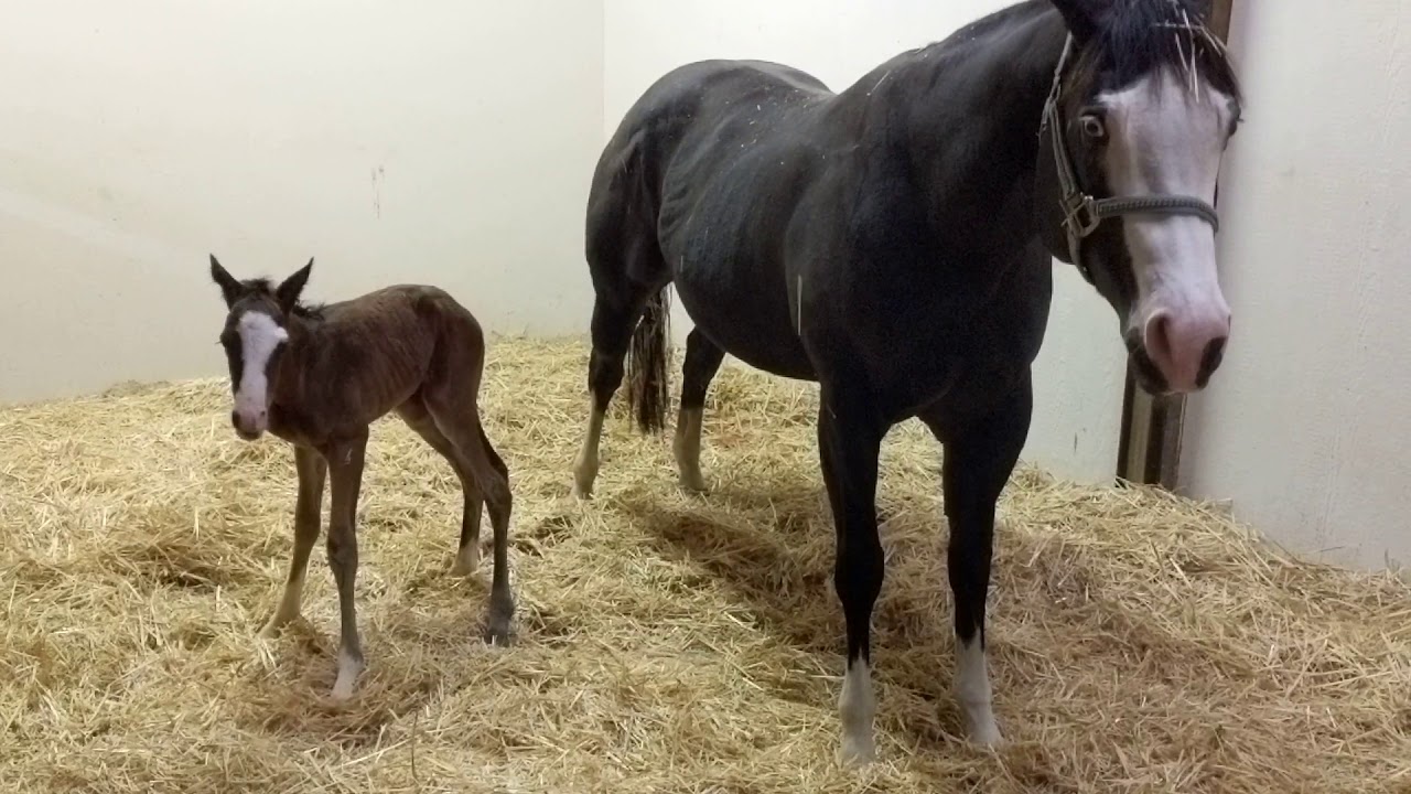 Baby foal taking it's first steps and bonding with Mom - YouTube