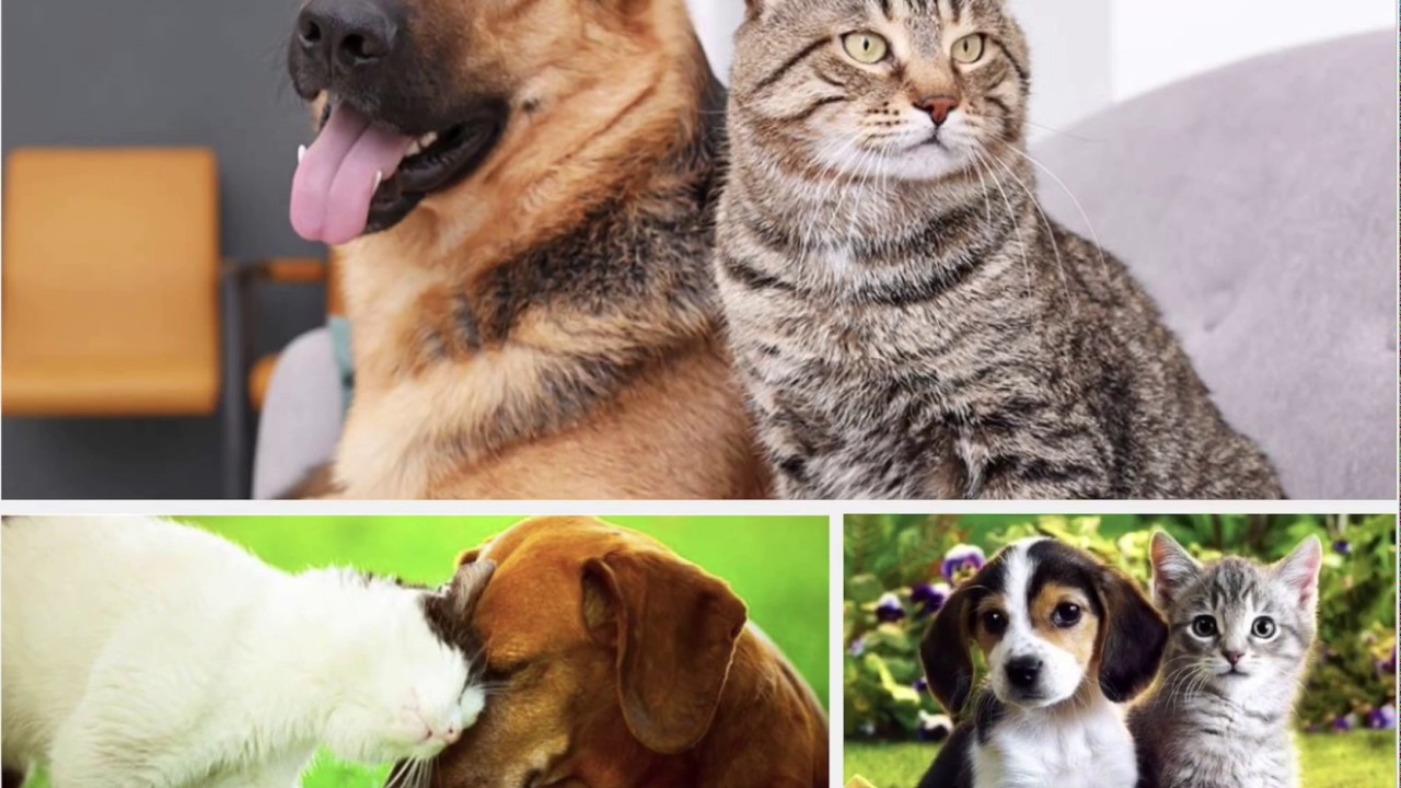 Animals bonding together ( CUTE ) - YouTube
