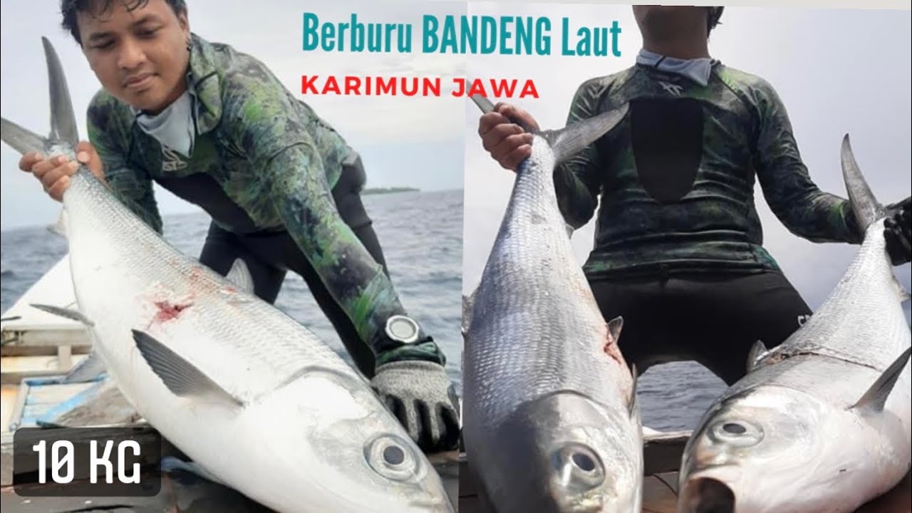 Berburu ikan bandeng laut , spearfishing karimun jawa milky fish - YouTube