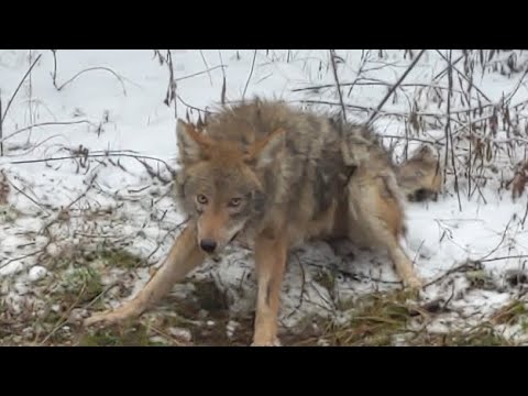 Setting and Catching a Coyote in a Pennsylvania Legal Cable Restraint ...