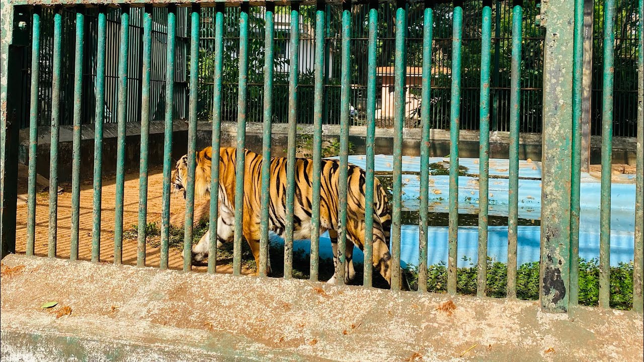 State museum and zoo Thrissur | Thrissur zoo - YouTube