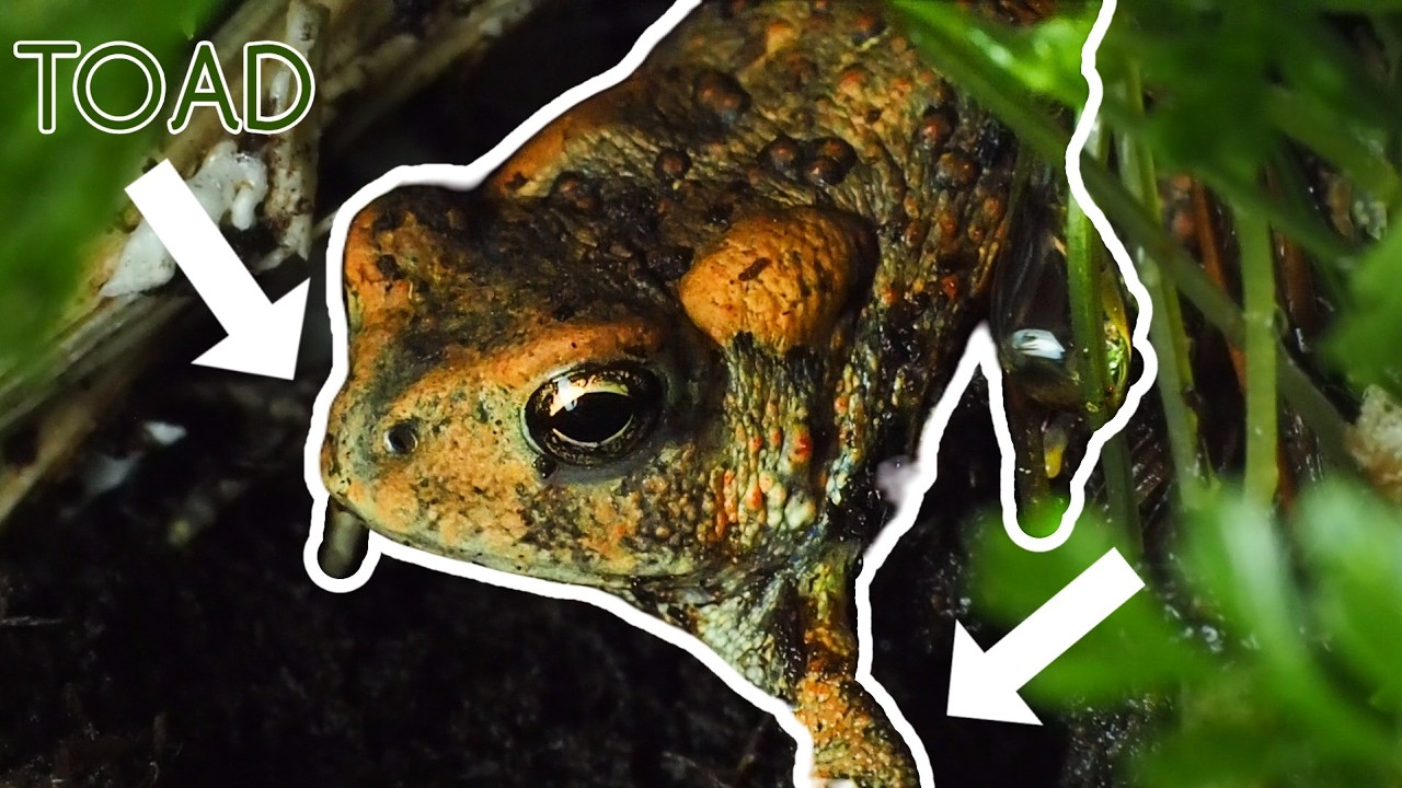Toad. 🐸 - YouTube