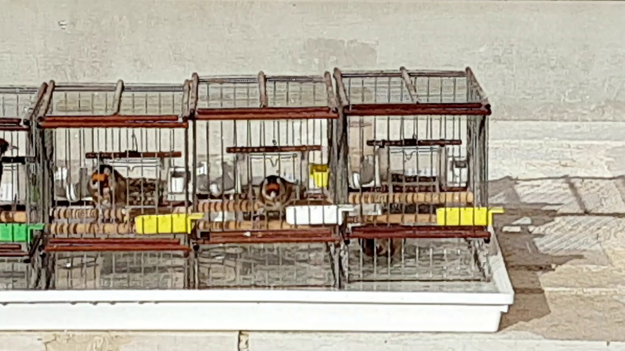 Kupanje , Goldfinch,Grdelin, Stieglitz, Chardonneret , El jilguero,bird ...