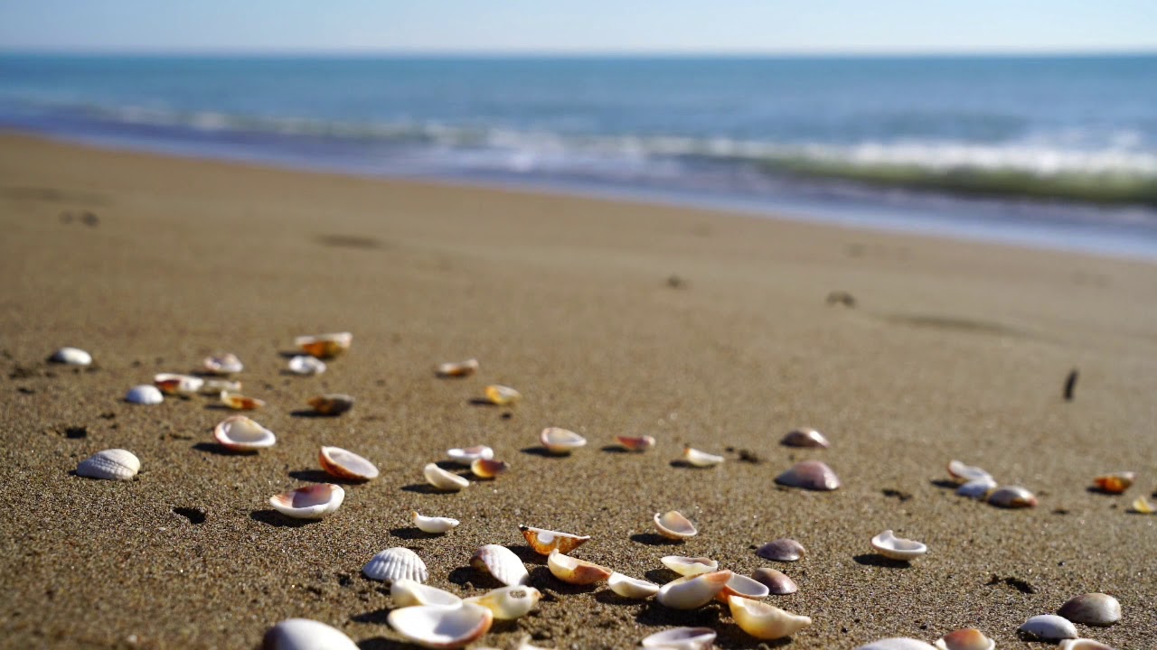 *Como RELAJARSE RAPIDO* 🚀 : Sonido del MAR,PLAYA Y AVES HD-Relajacion ...