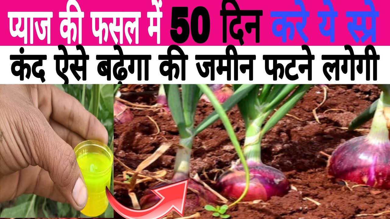 प्याज 🧅 में 50 दिन बाद करे ये चमत्कारी स्प्रे | Pyaj ka size kaise ...