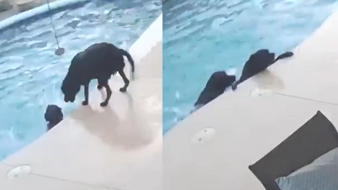 Dog Saves Fellow Canine That Fell Into Arizona Pool - YouTube