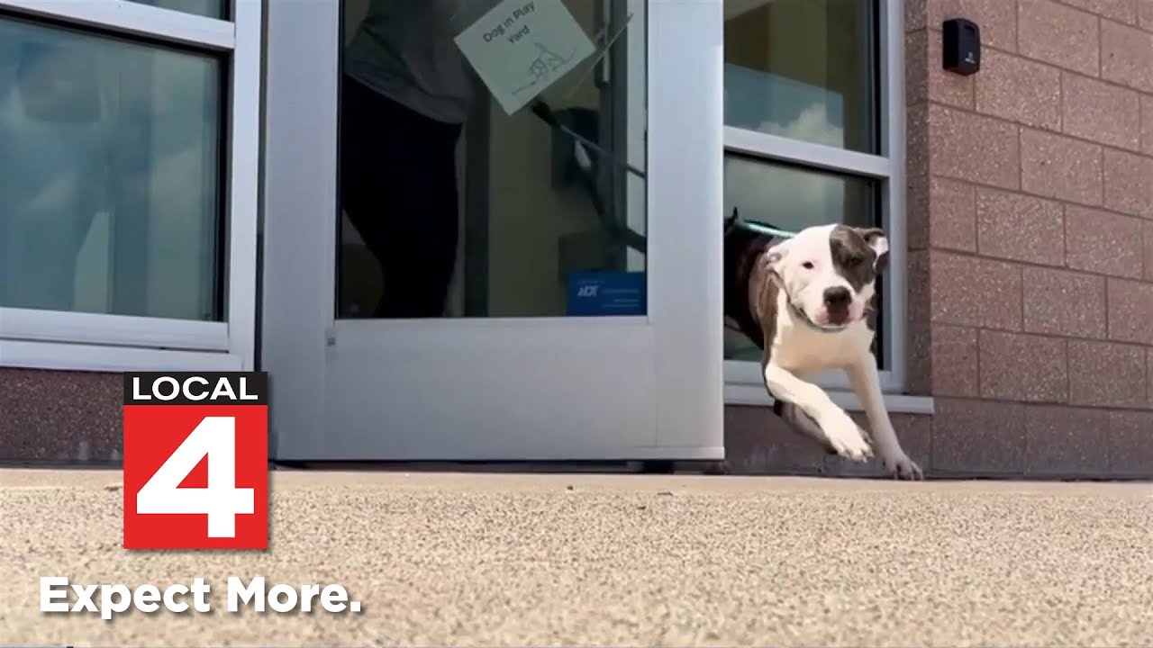 How to keep your pets safe during a heat wave - YouTube