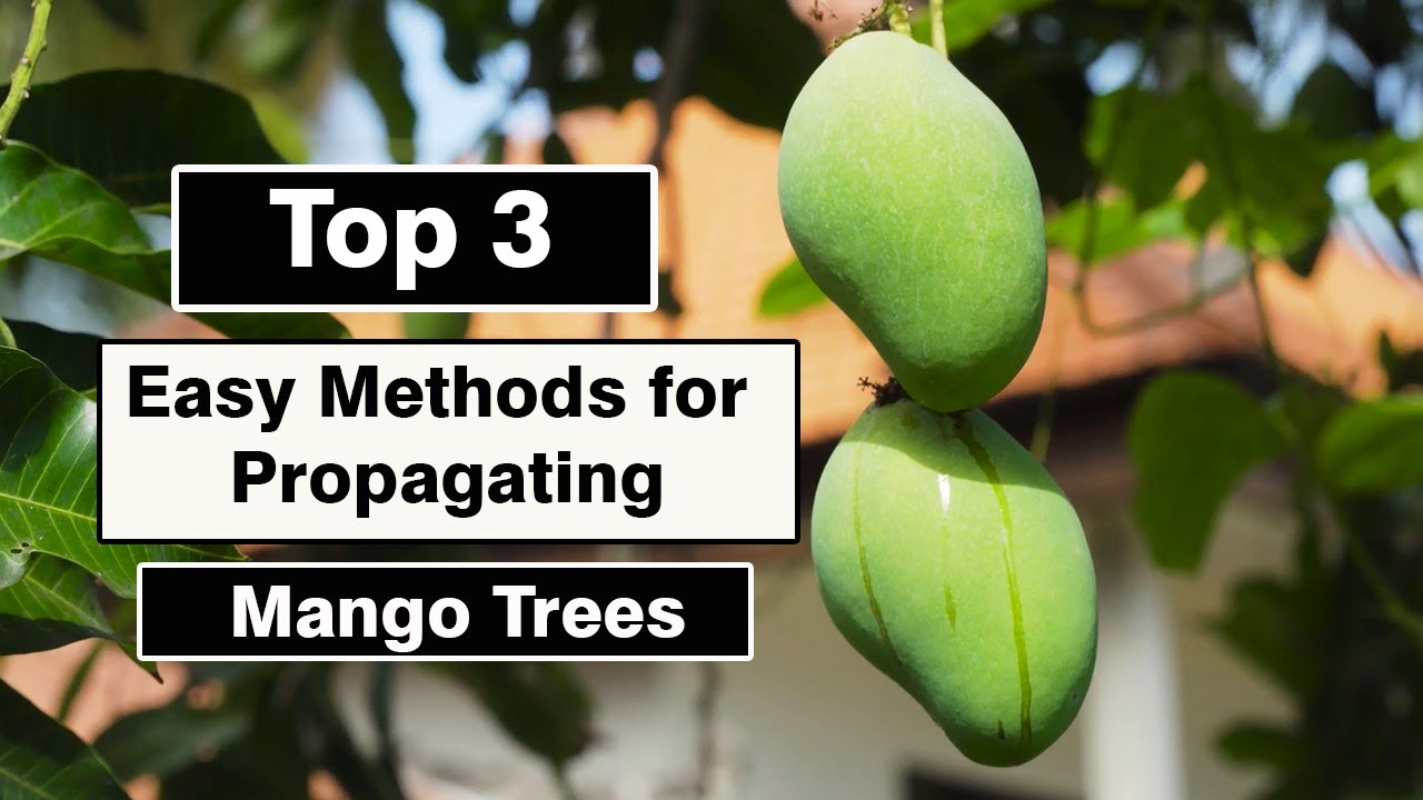 Easy Steps to Propagate Mango Trees: A Beginners Guide - YouTube