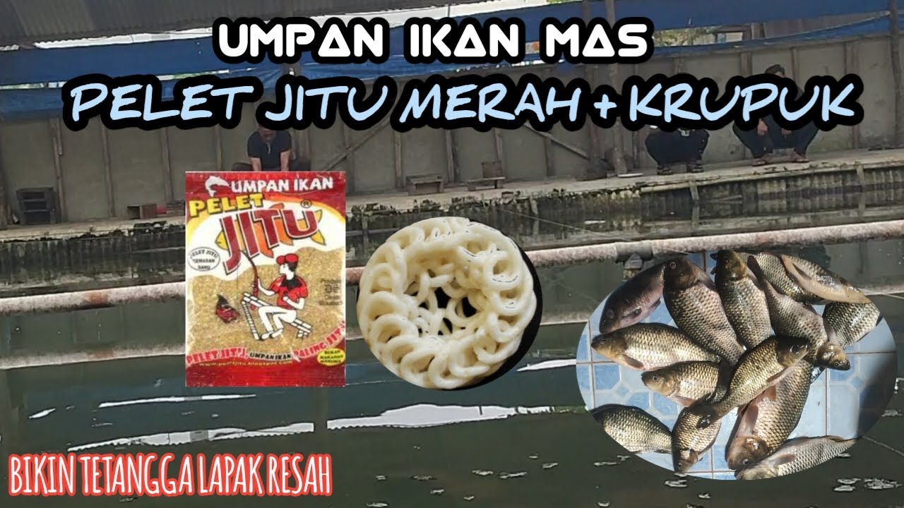 UMPAN IKAN MAS PELET JITU MERAH + KRUPUK - YouTube