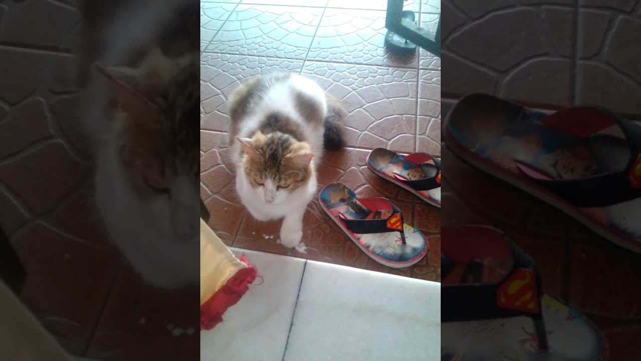 Kucing merajuk - YouTube