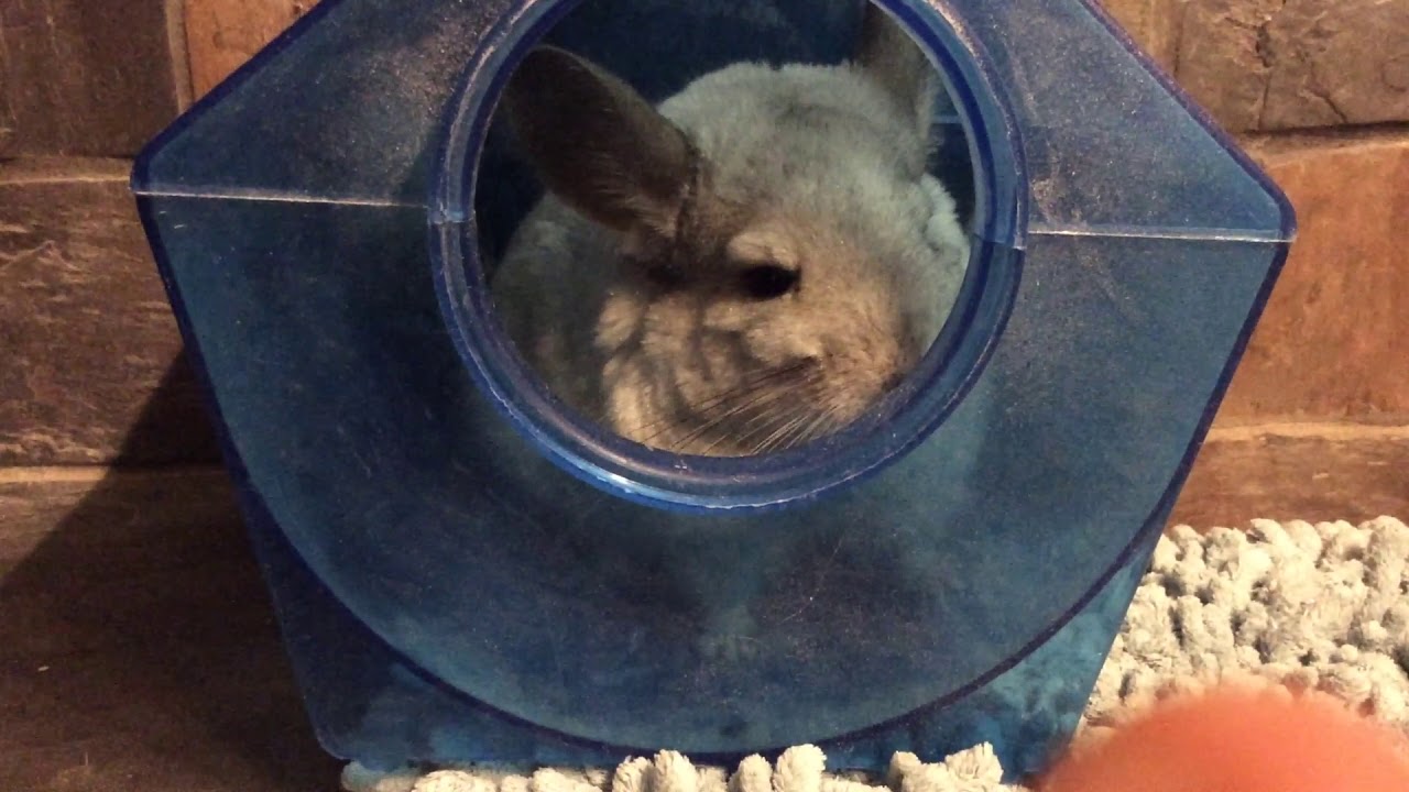 Chinchilla dust bath - YouTube