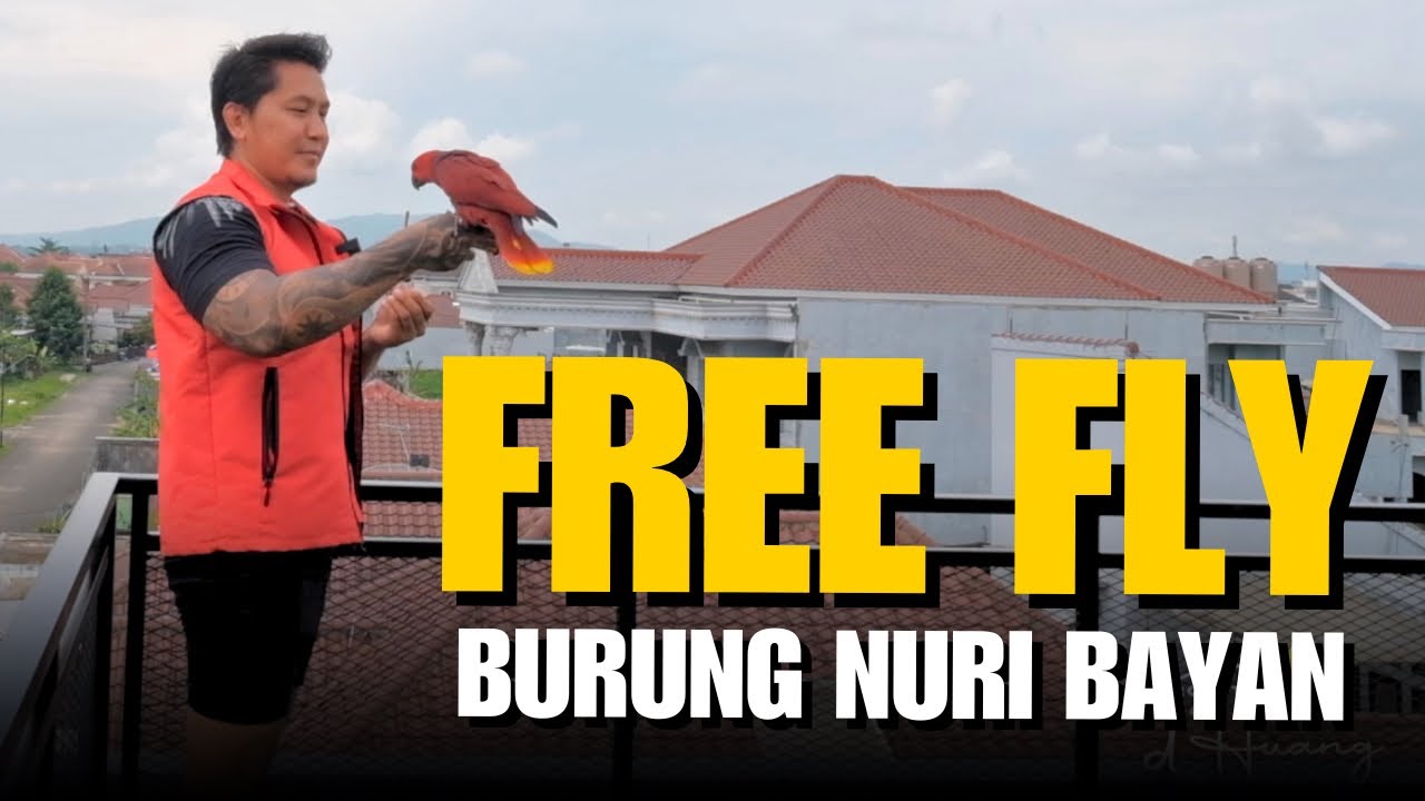 FREE FLY BURUNG NURI BAYAN | D'HUANG AVIARY | TEDY HUANG - YouTube