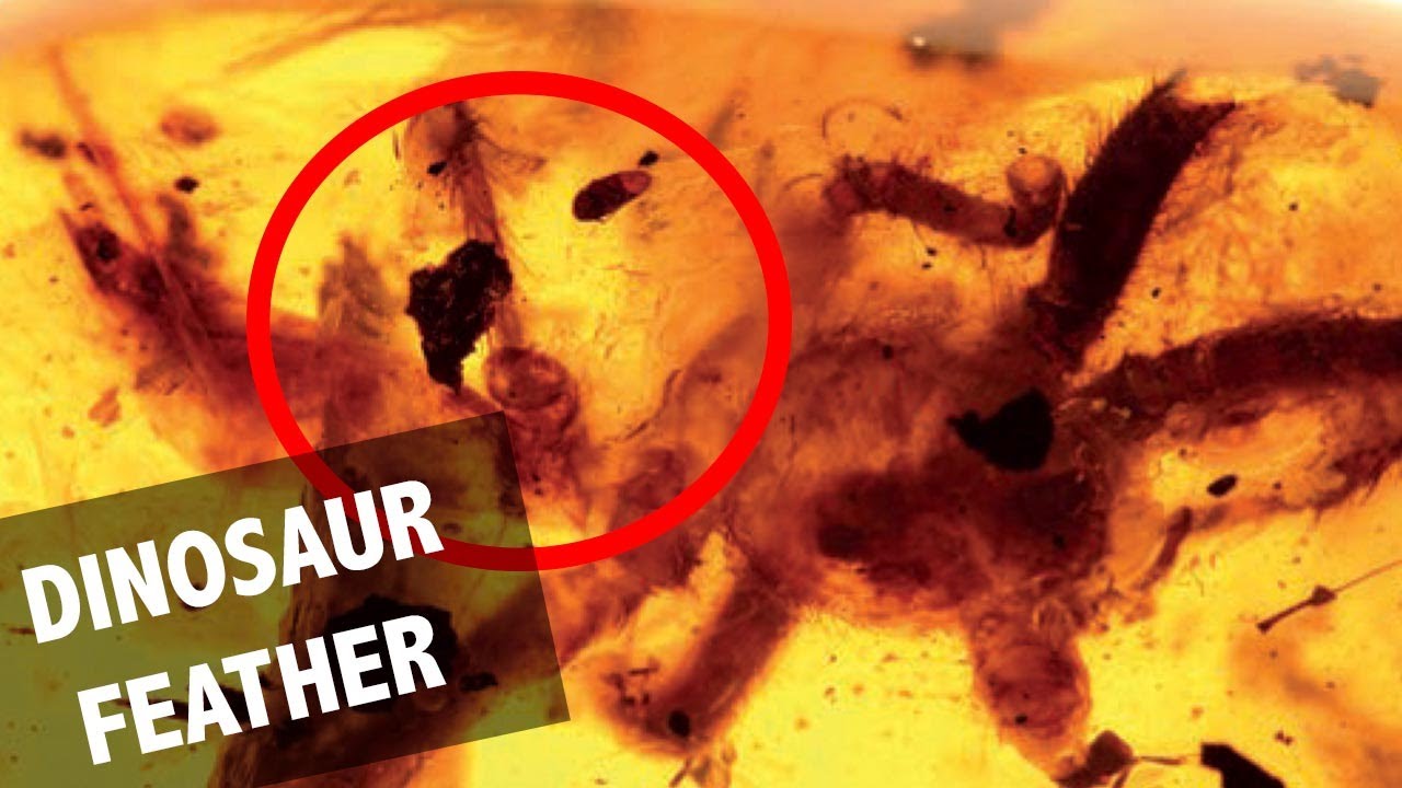100 Million Year Old Tarantula Found with Dinosaur Feather - YouTube