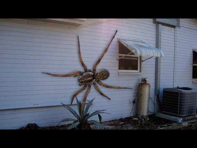 Giant South African Spider Giant House Spider Wikipedia