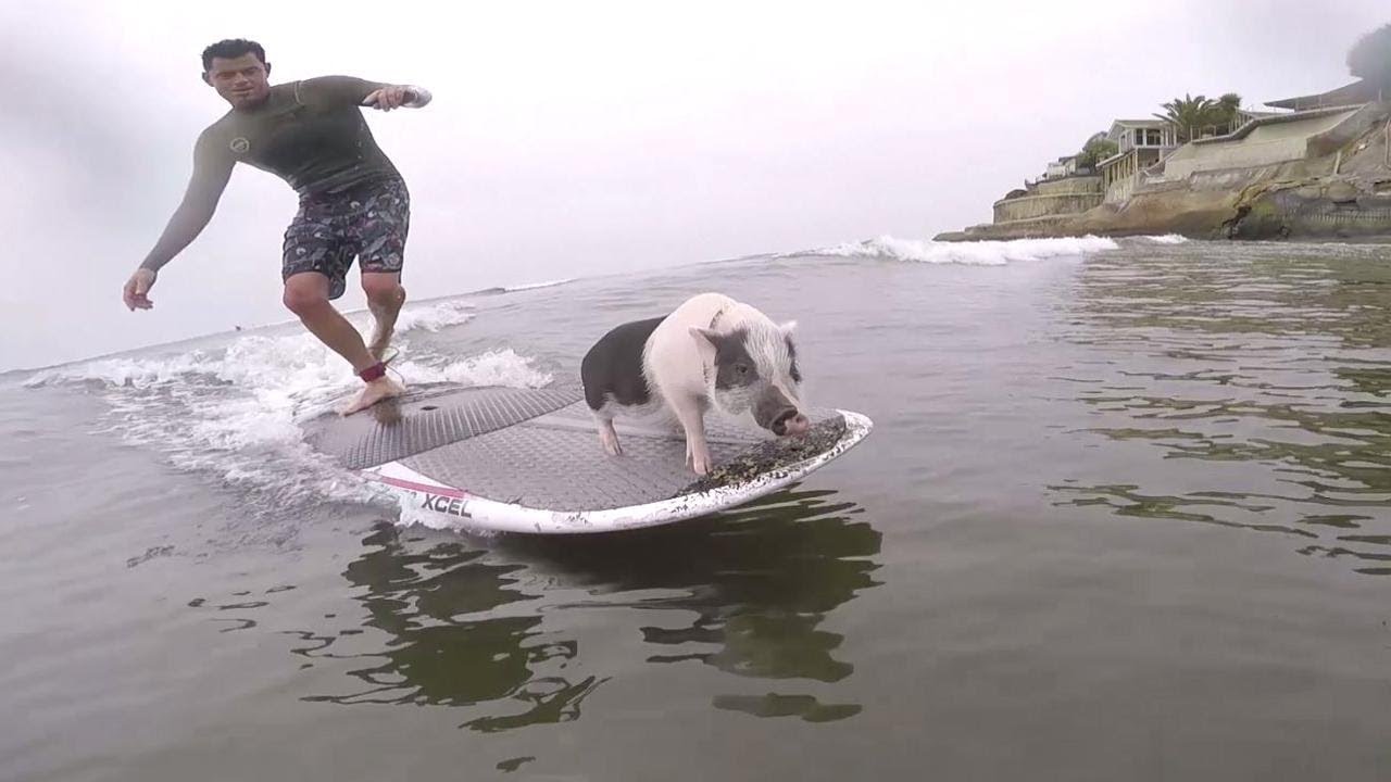 Surfing Pig Named Pickles Adds Painting to His Resume - YouTube