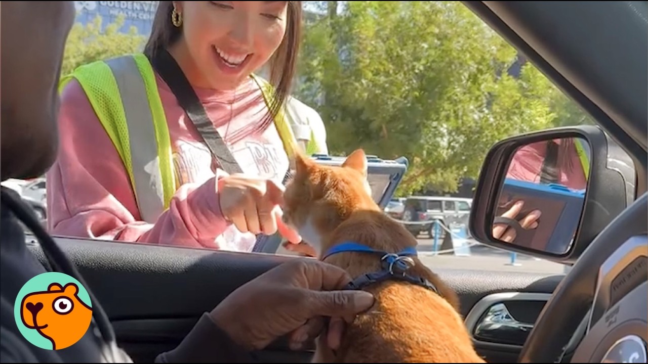 Drive Through Cat Only Wants Pets for Treats | Cuddle Buddies - YouTube