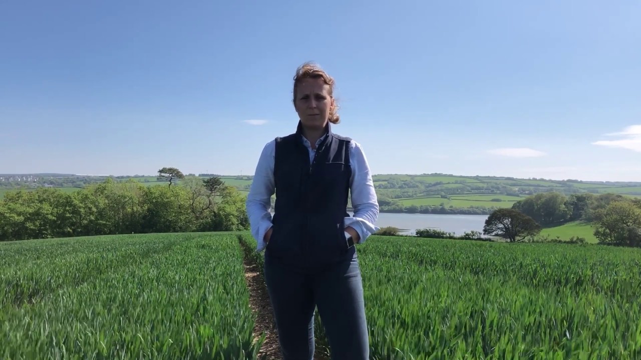 Cornwall Wheat Trials - Amie Hunter - Early May Overview - YouTube