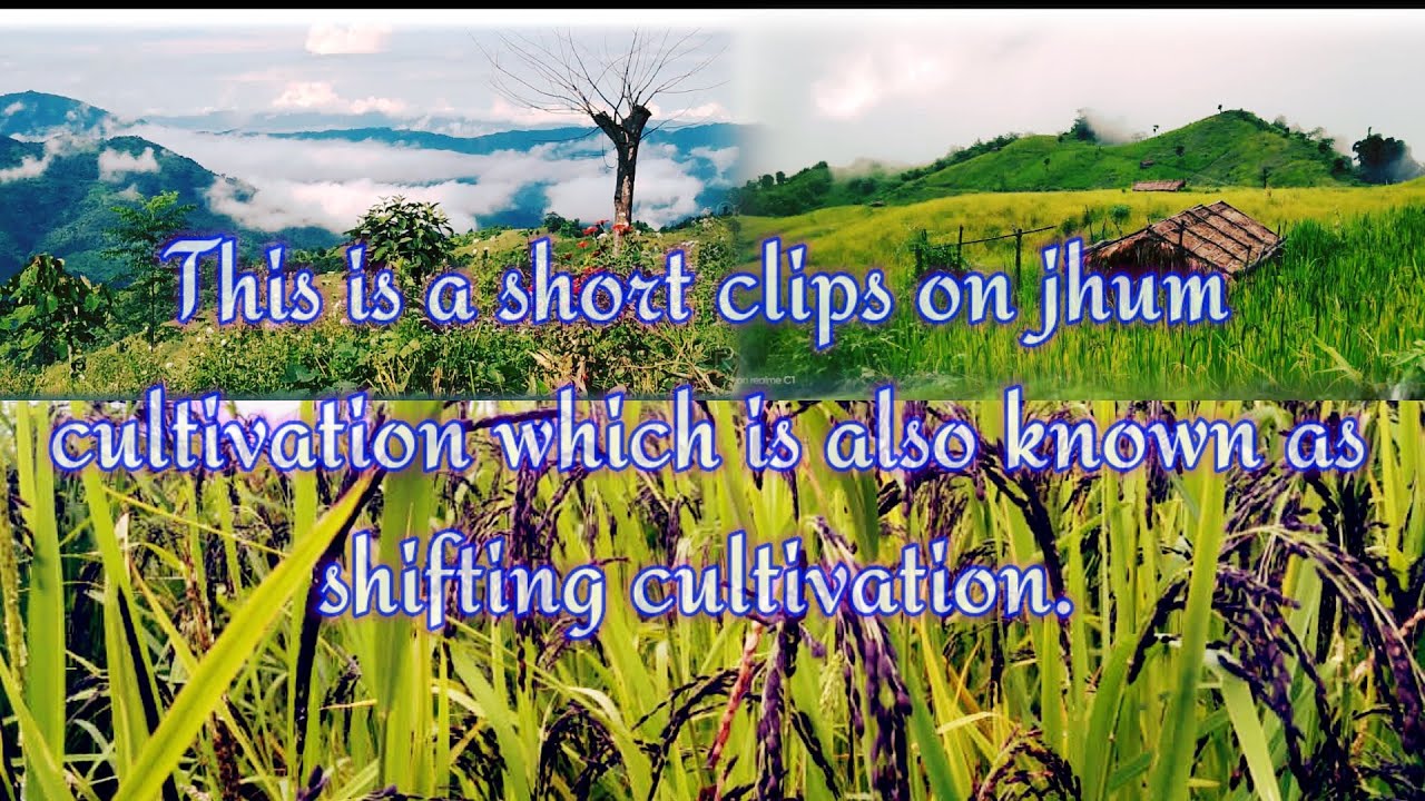 Locally referred to as jhum cultivation. - YouTube