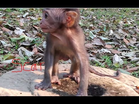 A little baby monkey scar a big pig run for mom help it, It looks pity ...