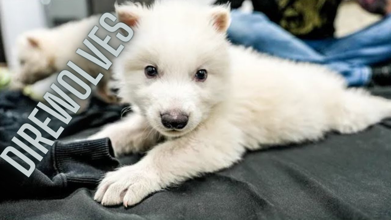 Direwolves Return: Colossal's Genetic Breakthrough! - YouTube