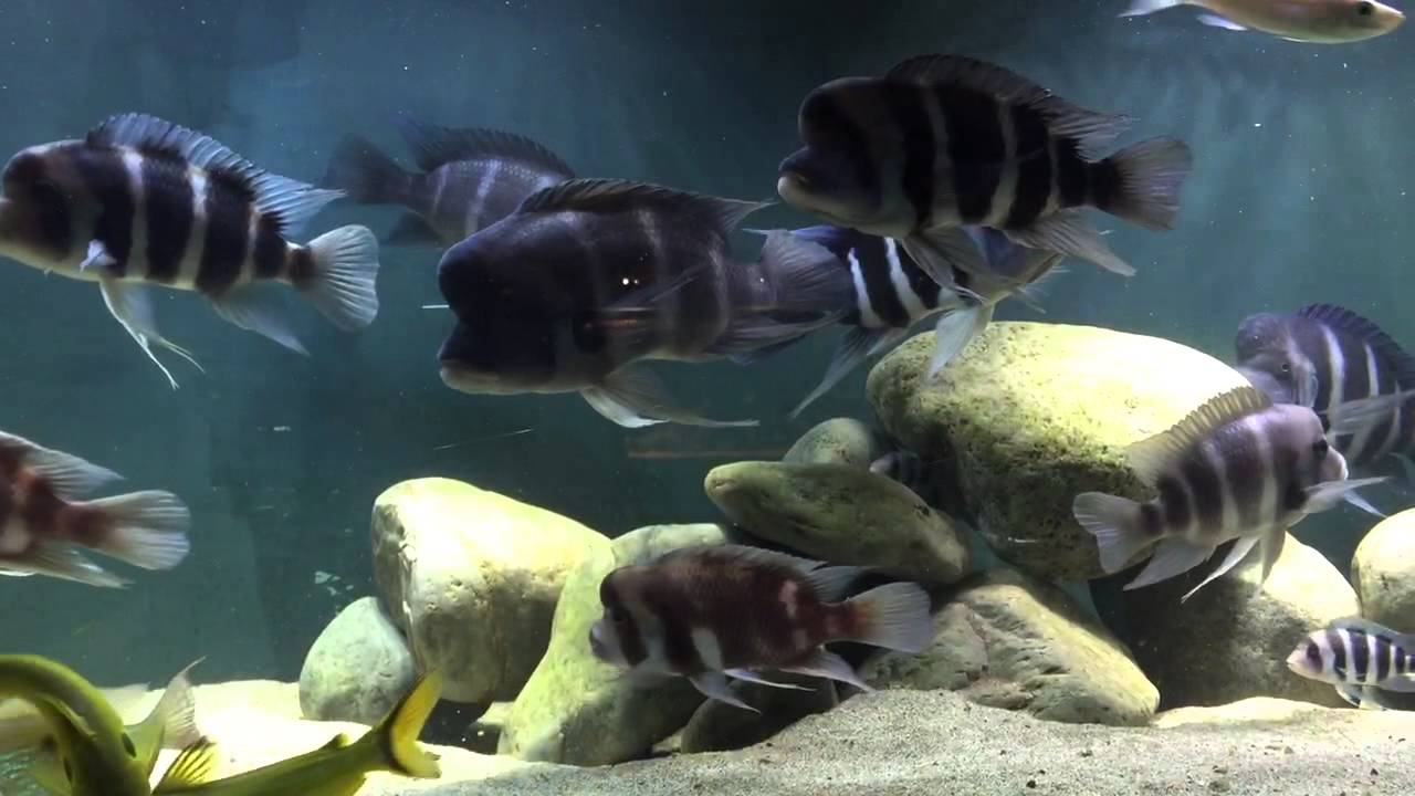 What to feed Predator Carnivore Fish - YouTube