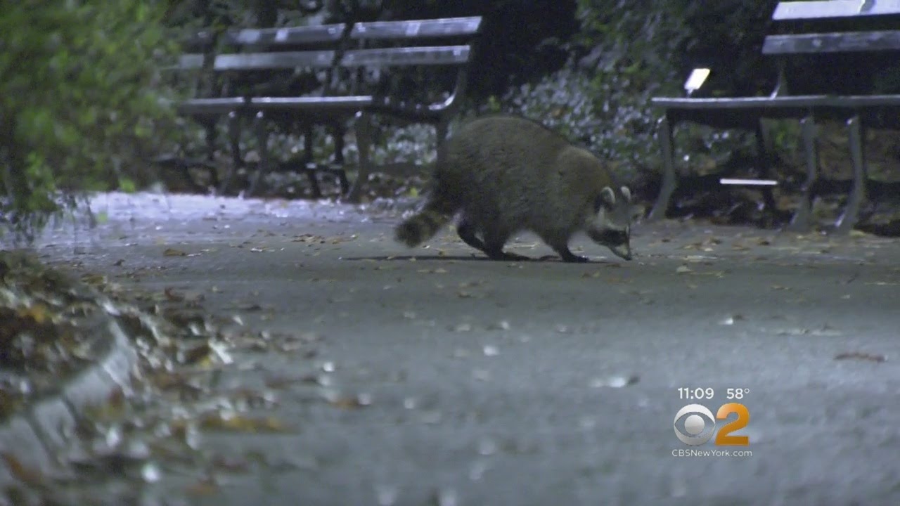 Raccoons Run Rampant In Central Park - YouTube