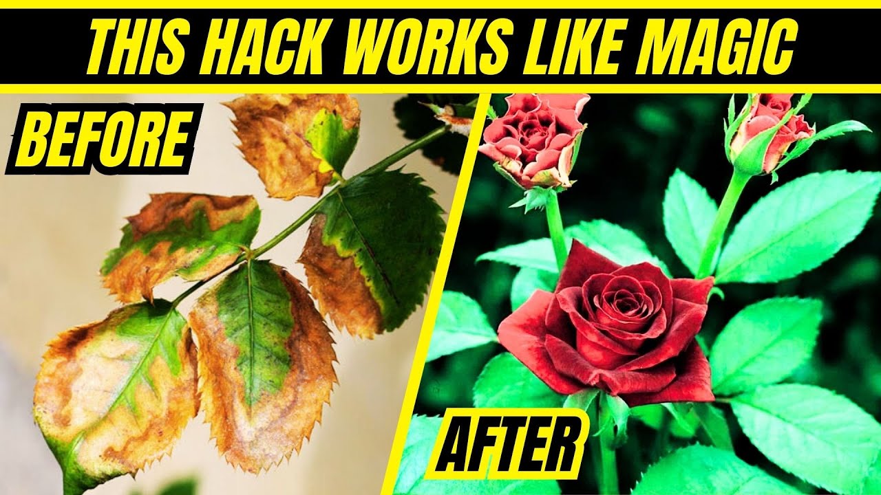 How to Treat Rose Leaf Curl And Burn Disease Quickly - YouTube