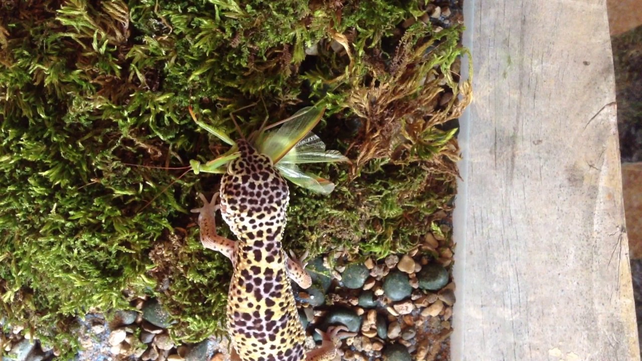 leopard gecko vs Praying mantis - YouTube