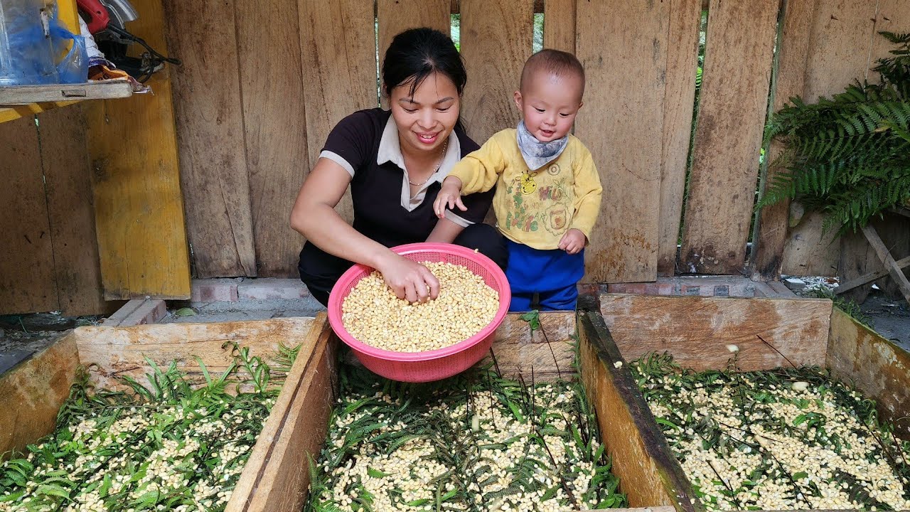 How to make clean bean sprouts at home and harvest cabbage to sell at ...