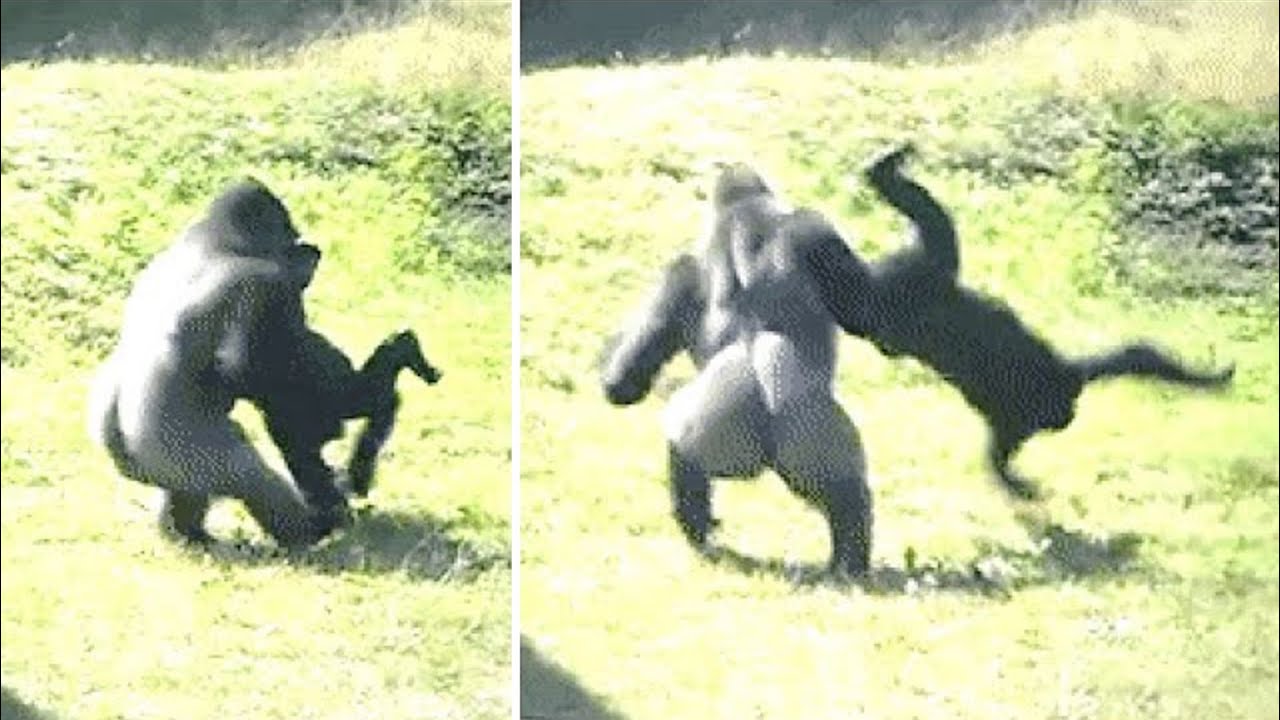 This Wildlife Experts Just Revealed That Chimpanzee's & Gorillas Are ...