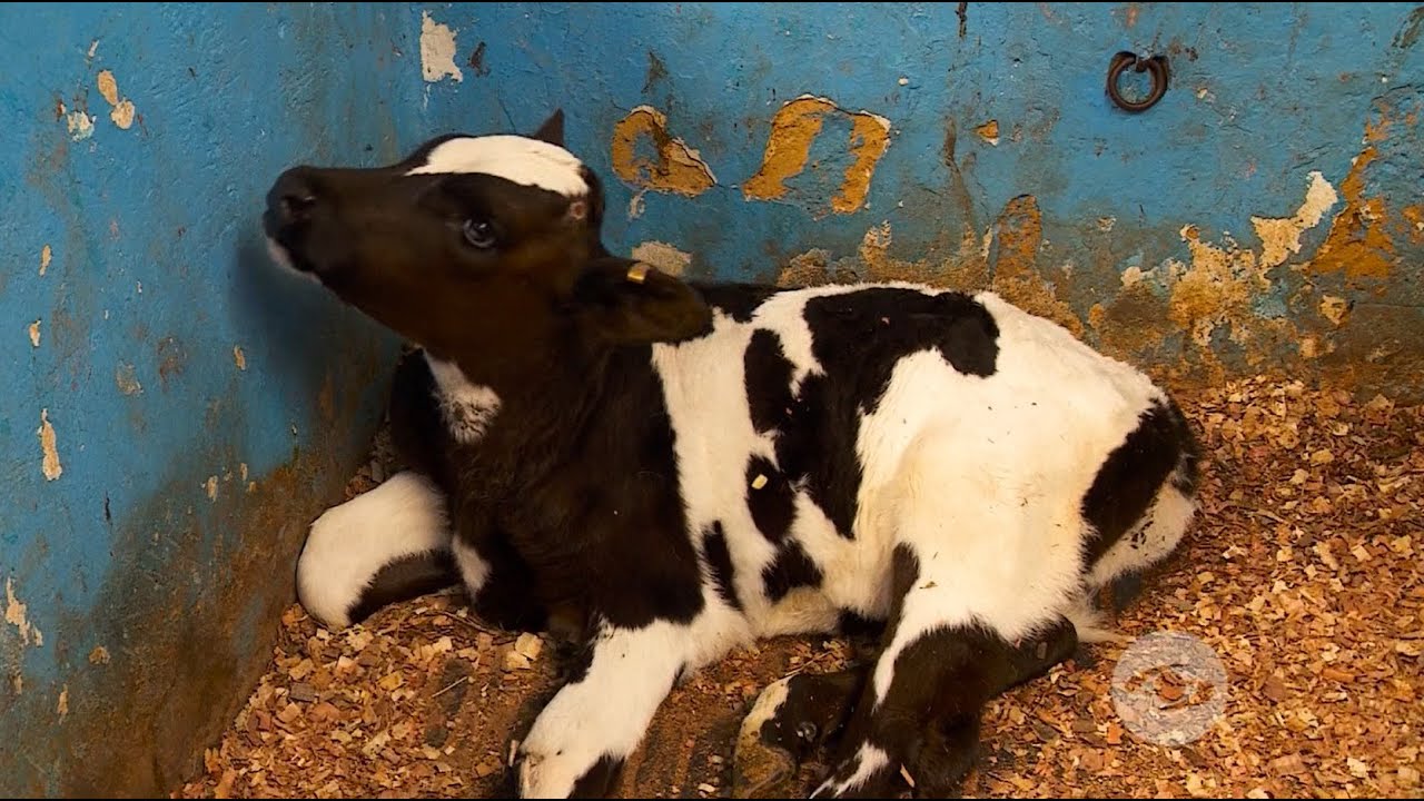 Diagnóstico de diarreas en terneros - YouTube