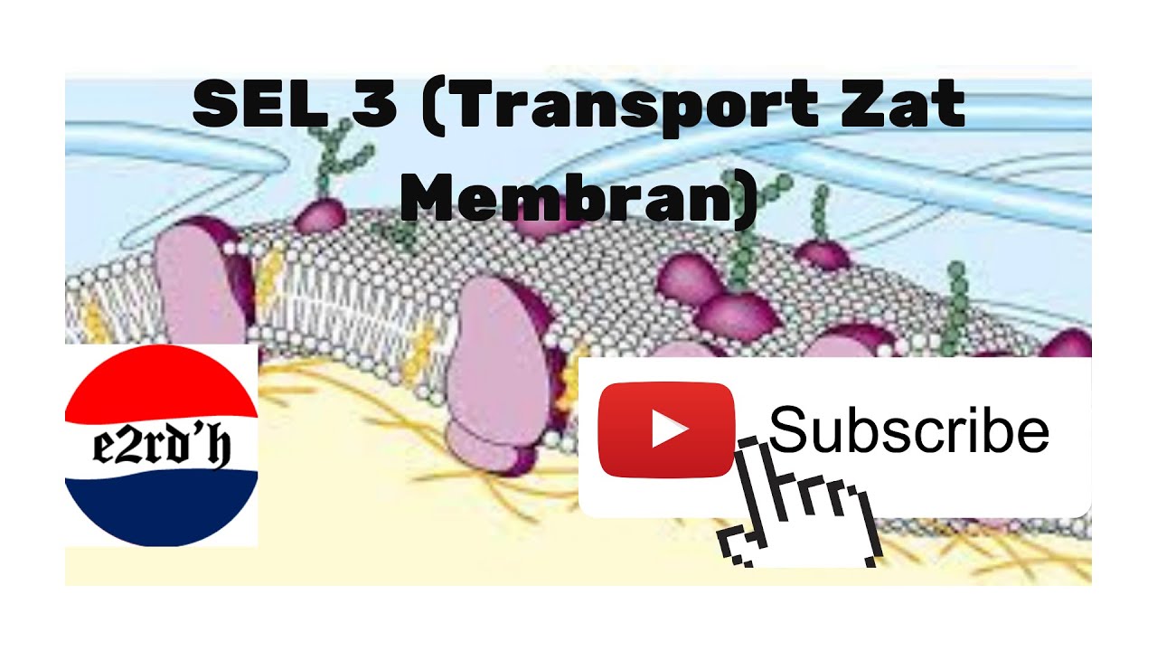 SEL 3 (Transport Zat Melalui Membran Sel) - YouTube