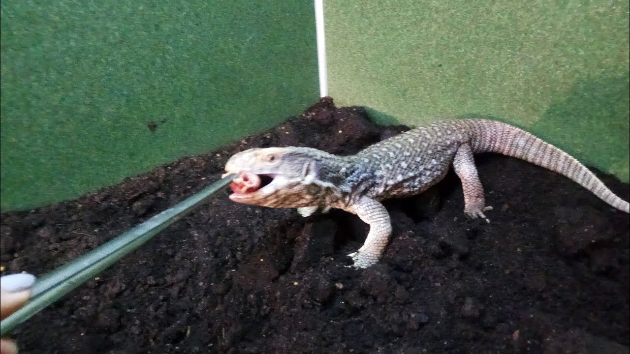 Unboxing waran stepowy, Puszek III :) Pierwsze karmienie ...