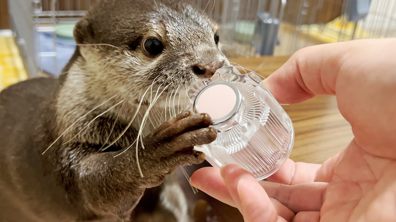 Otters turn water tap into toys Bingo&Belle - YouTube