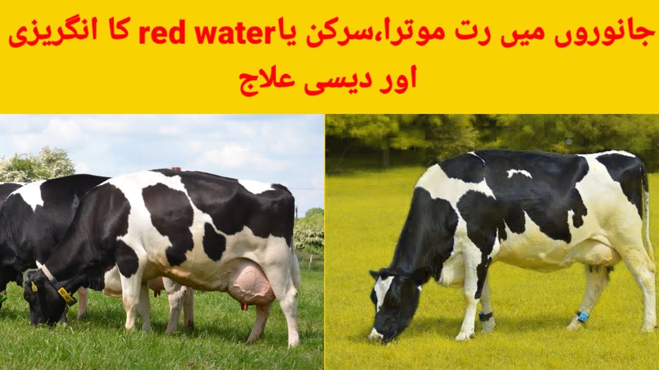 redwater | red water disease in cow | desitreatment for red water | rut ...