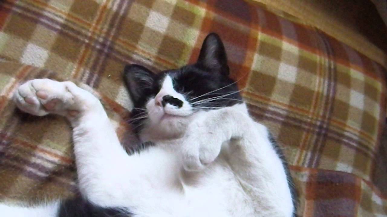 万歳している猫 BANZAI CAT - YouTube