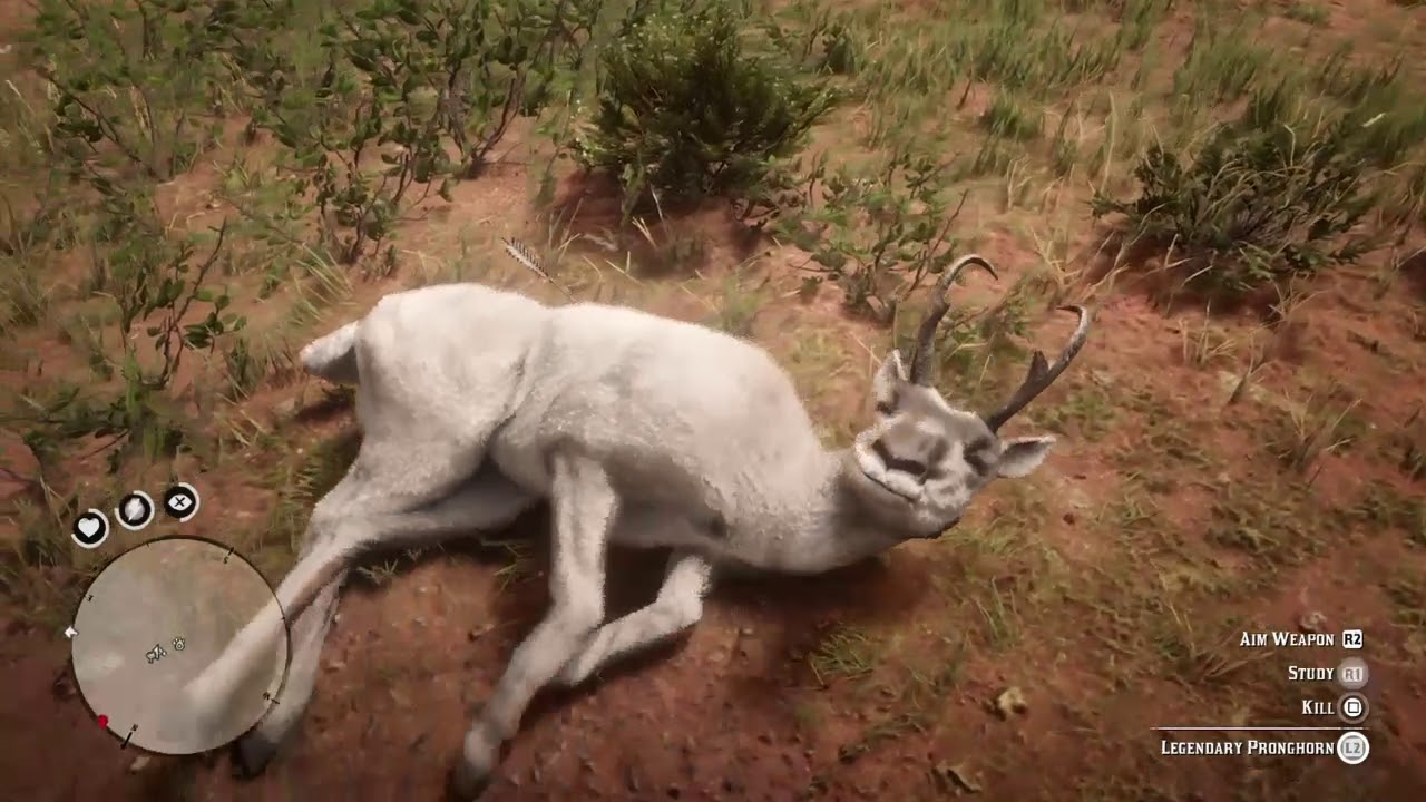 Red Dead Redemption 2* legendary DEER - YouTube