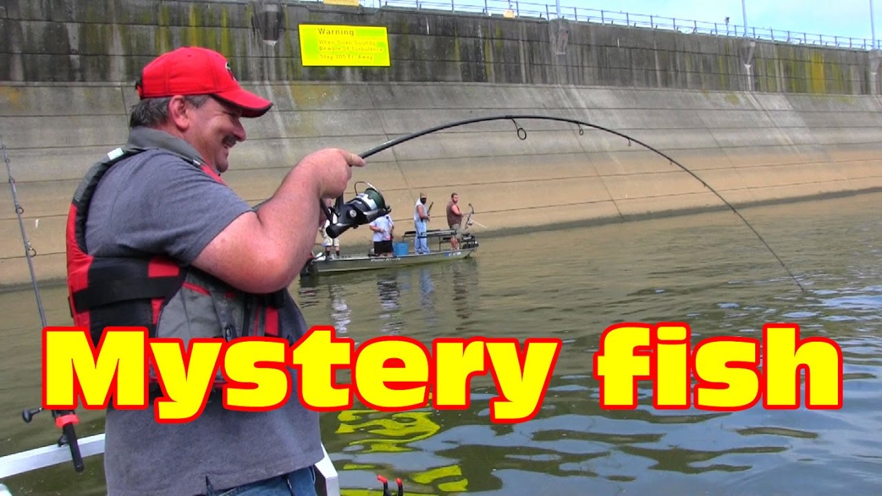 Big fish On: It's the hardest running freshwater fish ever. - YouTube