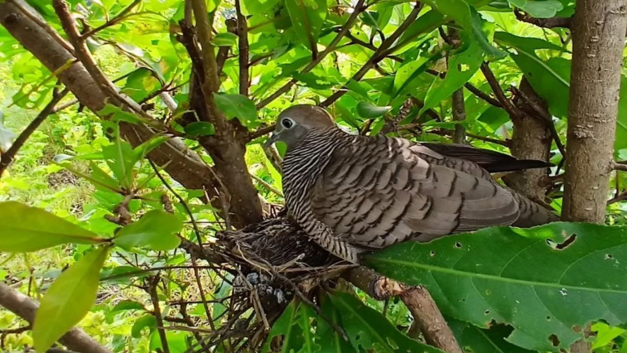 Dove birds Breeding protects babies in two nests - EP35 - Baby Birds ...